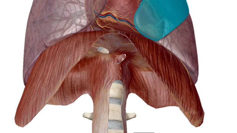 Le diaphragme - physiofribourg